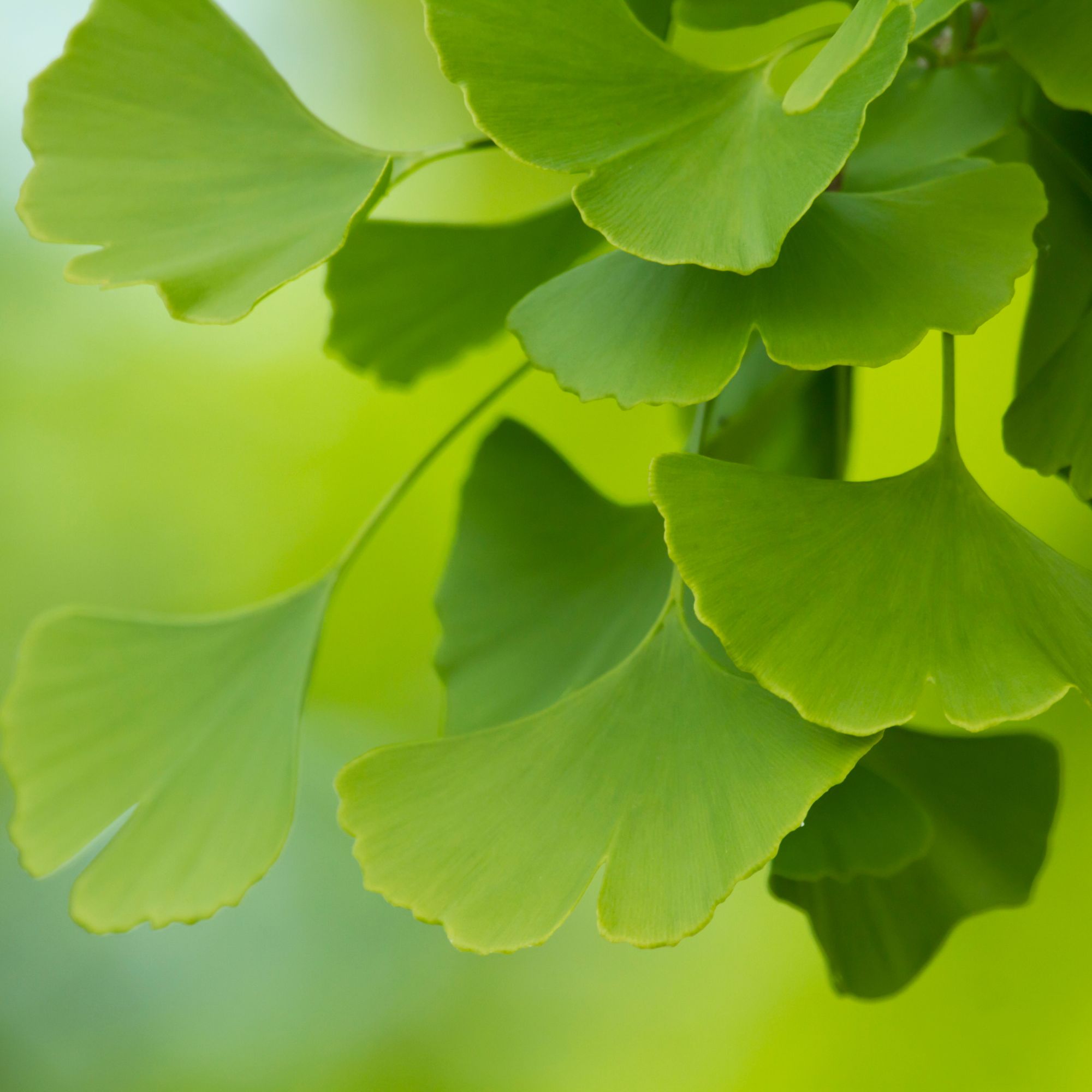 Ginkgo Biloba Leaves Organic Health Store